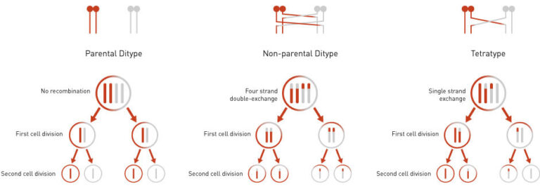Yeast Tetrad Dissection - Singer Instruments