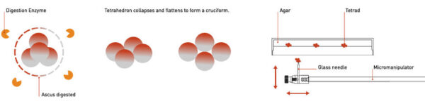 Yeast Tetrad Dissection - Singer Instruments
