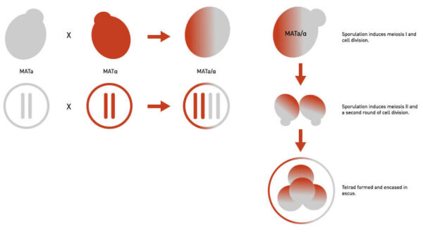 Yeast Tetrad Dissection - Singer Instruments
