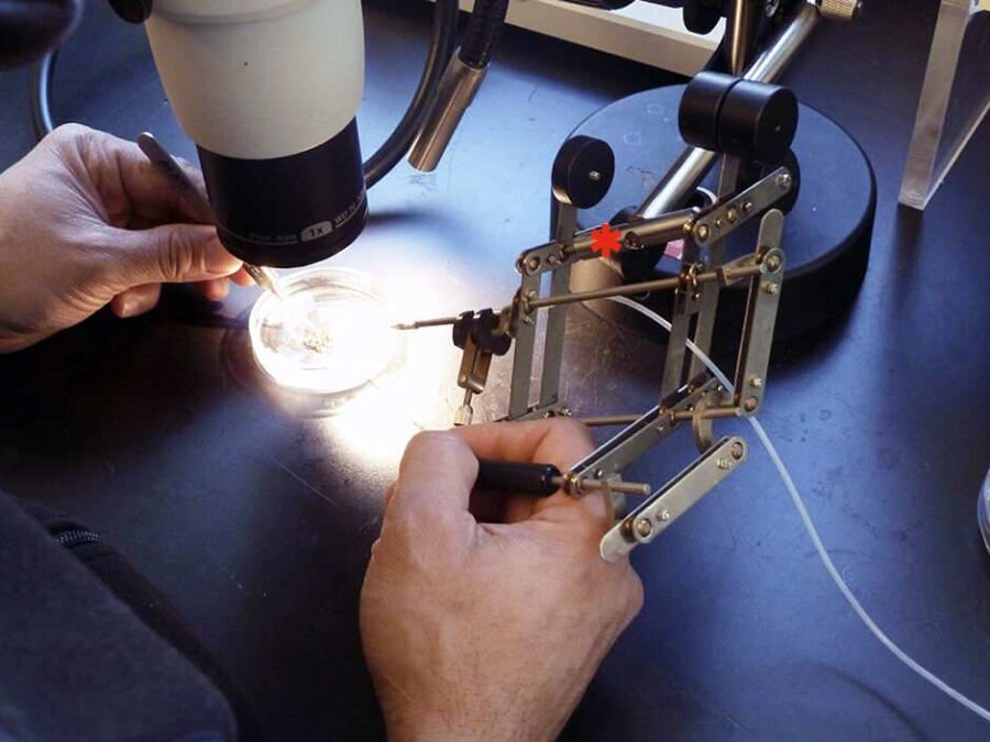 Xenopus Embryo Microinjection - Singer Instruments