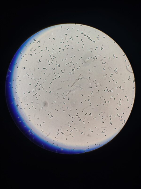 MSM 400 - Tetrad dissection - Singer Instruments