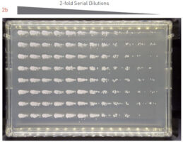 High-throughput Cell Plating with ROTOR+ - Singer Instruments