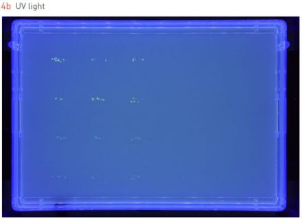 High-throughput Cell Plating with ROTOR+ - Singer Instruments