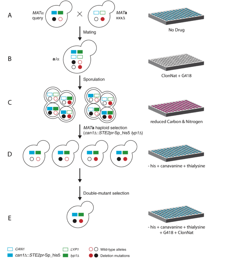 Synthetic Genetic Arrays - Singer Instruments