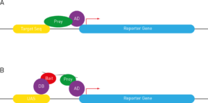 Yeast 2-Hybrid - Singer Instruments