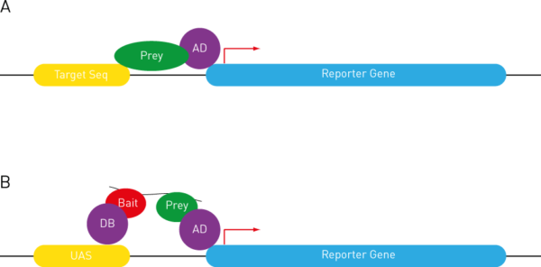 Yeast 2-Hybrid - Singer Instruments