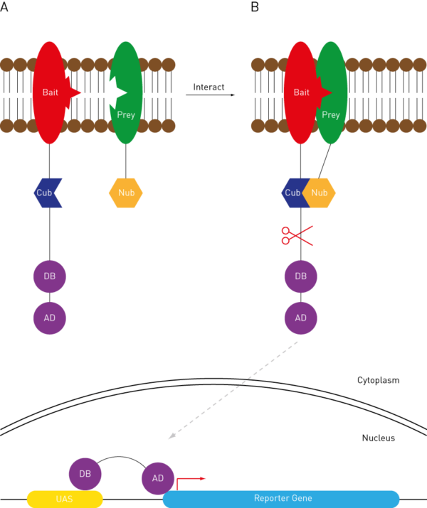 Yeast 2-Hybrid - Singer Instruments