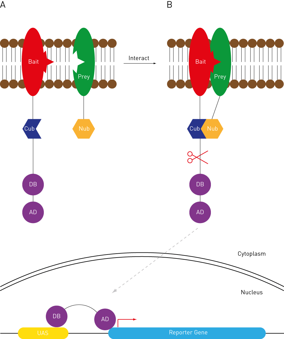 Yeast 2-Hybrid - Singer Instruments