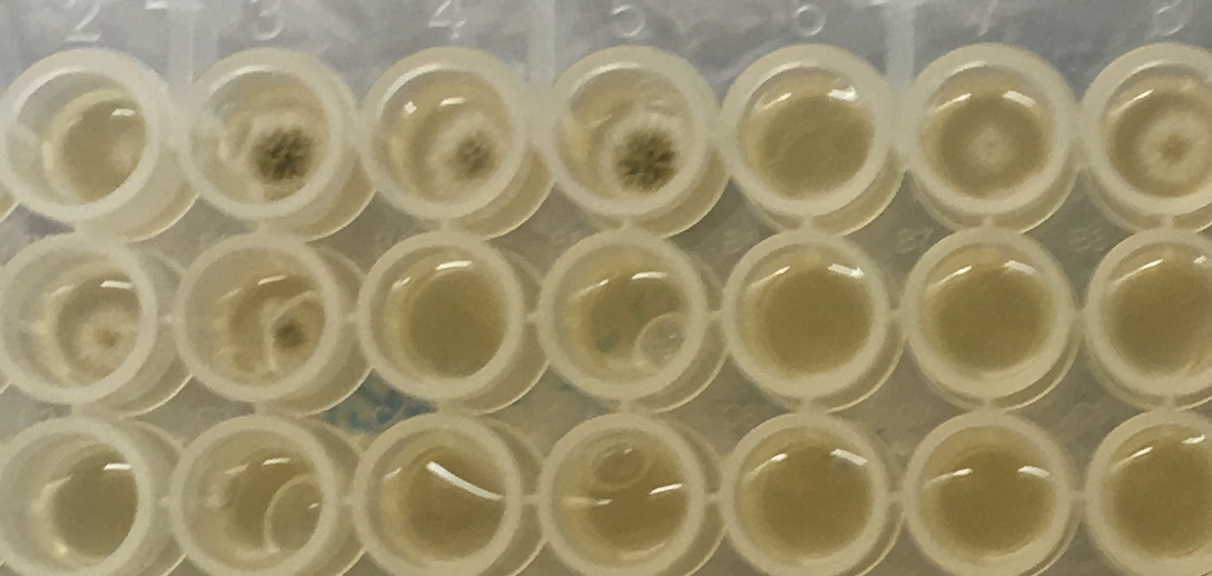 High-throughput bioprospecting of non-model organisms