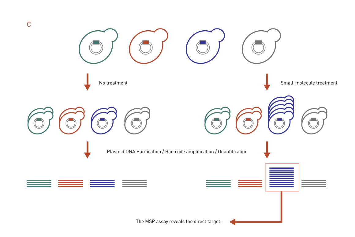 Chemical Genetic Screening - Singer Instruments