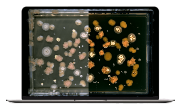 High throughput phenotyping | ColonyCam VOGUE