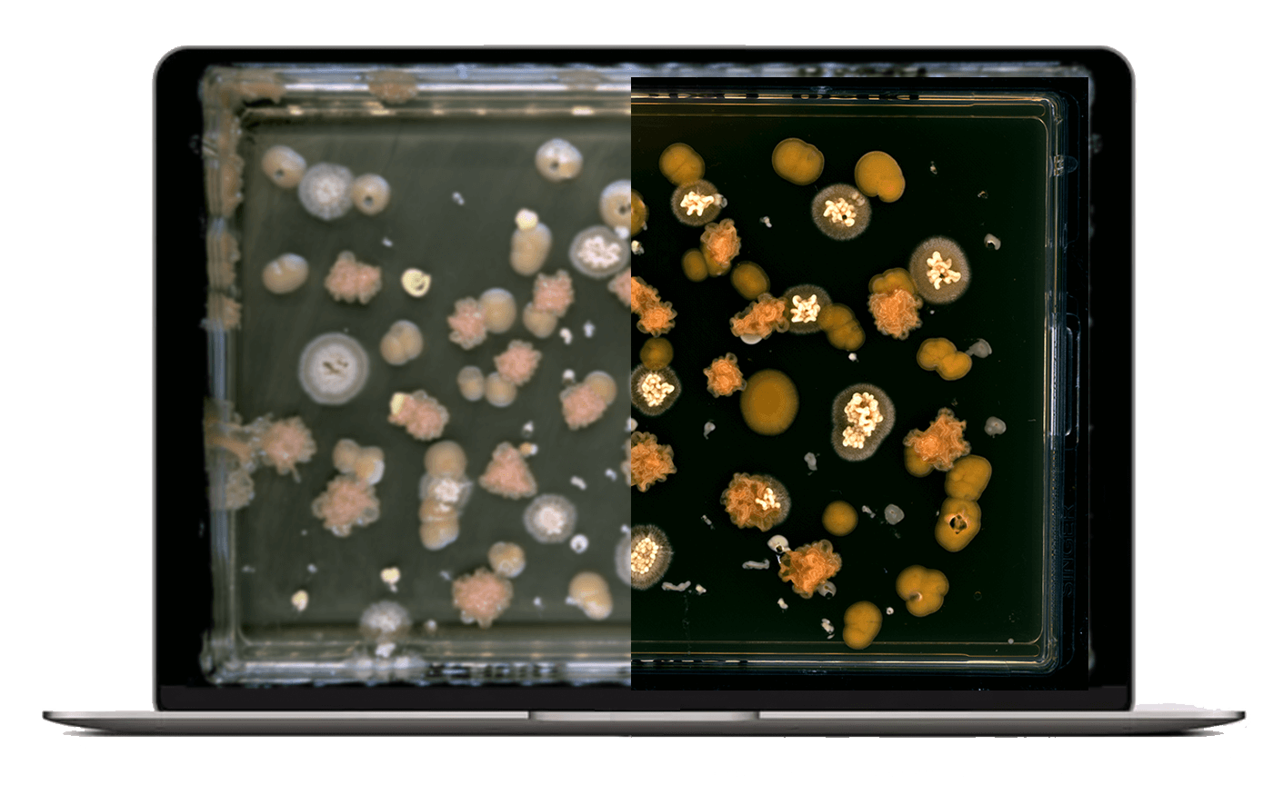 High throughput phenotyping | ColonyCam VOGUE