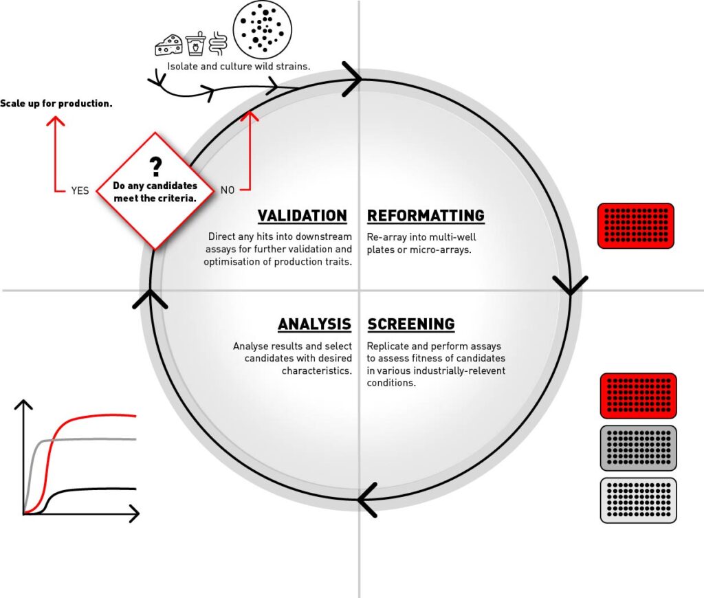 Automated colony picking in precision probiotics