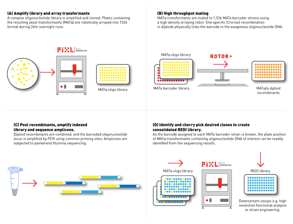 Next generation tools for high throughput genome editing in yeast ...
